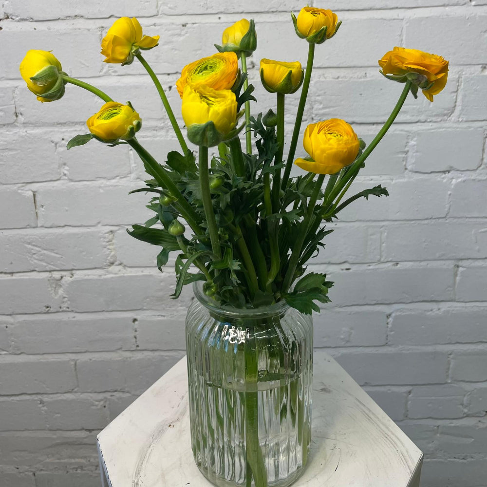 Ranunculus 45cm x 10 stems - YELLOW GOLD tones – British Flowers direct ...