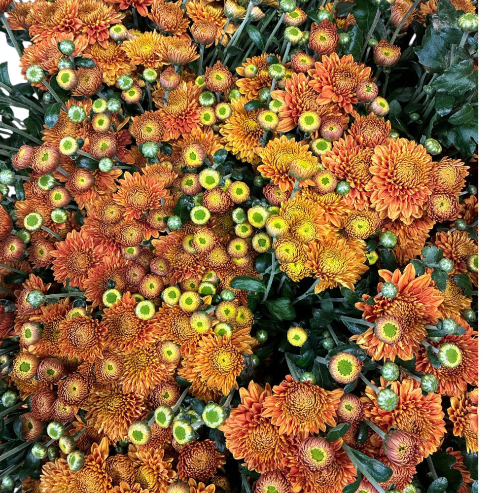 Chrysanthemum Blenda Bronze- 10 stems – British Flowers direct by ...