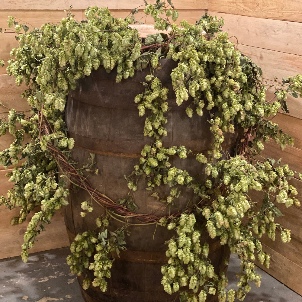 FRESH/DRIED Hops - LARGE - Garland 3 metres approx – British Flowers ...