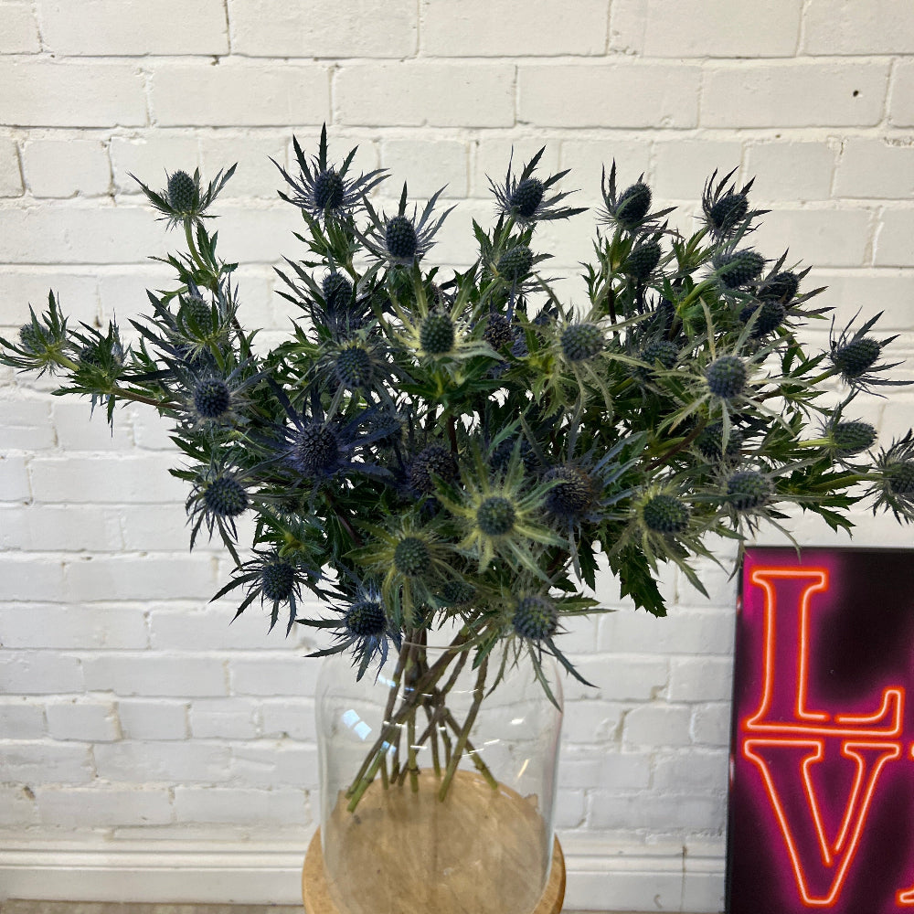 IMPORT - Eryngium Blue (KE) 10 Stems – British Flowers direct by Evolve ...