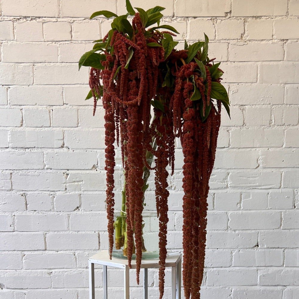 Amaranthus Trailing Coral 10 stems **Limited Edition** – British ...