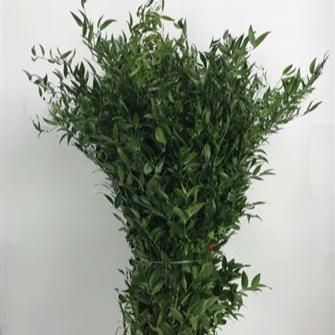 IMPORT - Soft Ruscus 90cm - 175gm bunch – British Flowers direct by ...