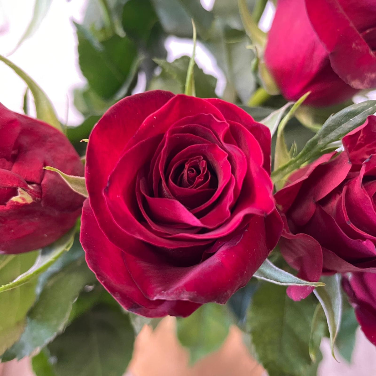 IMPORT - ROSE(KE) Small headed Red 50cm – British Flowers direct by ...