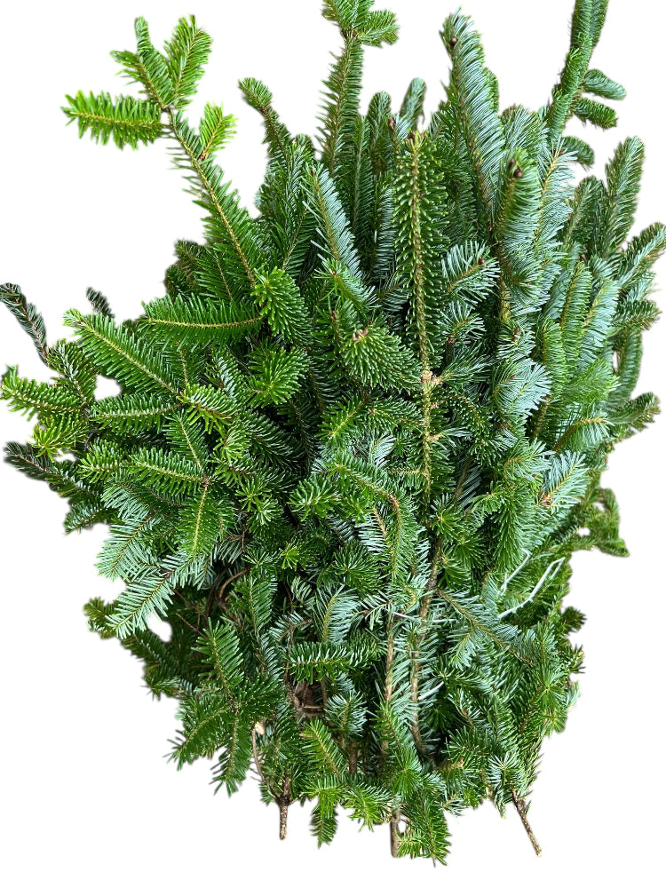 FOLIAGE - Fraser Pine c5Kg *COLLECTION* – British Flowers direct by ...