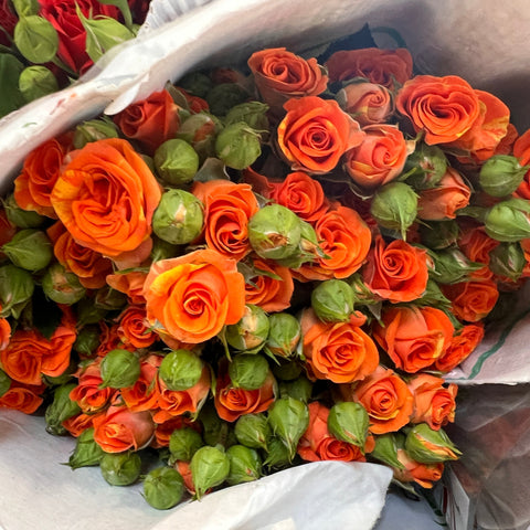 Roses – British Flowers direct by Evolve Flowers