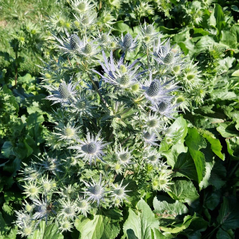 Eryngium - Blue Lagoon x 100 stems ** BOX OFFER ** incl. delivery ...