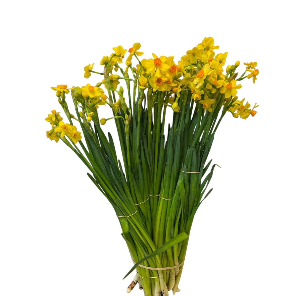 Indoor Daffodil - Sol D'or 60cm x 5 Bunches (50 stems) – British ...