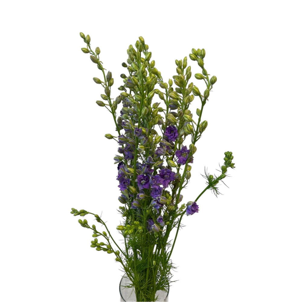 Larkspur - Lavender x 10 stems – British Flowers direct by Evolve Flowers
