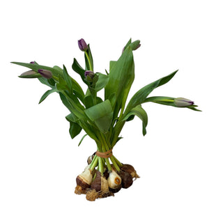 TULIP - ON THE BULB - Saigon(Purple) x 10 SOUTHERN HEMISPHERE – British ...