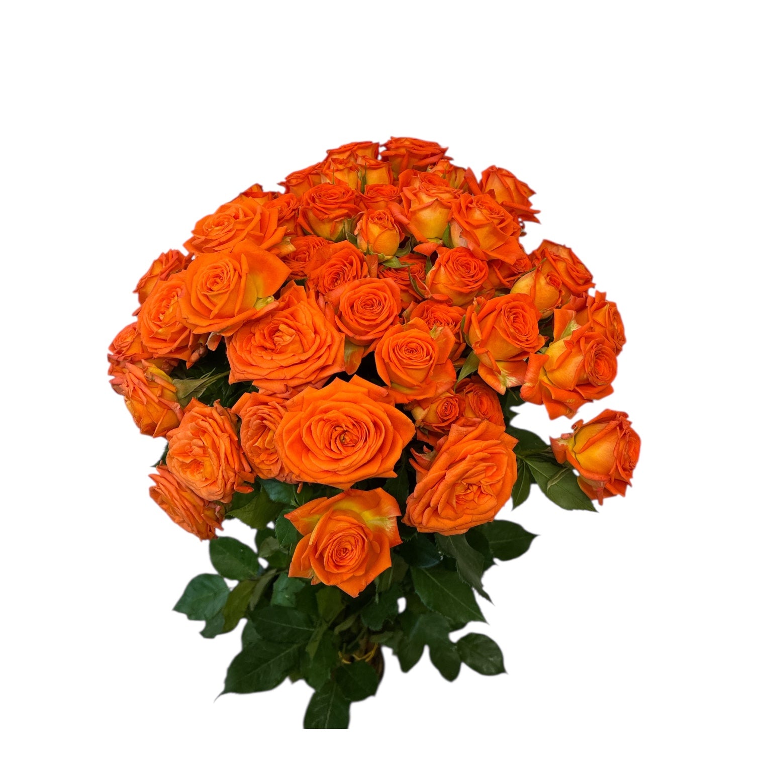 IMPORT SPRAY ROSE - Orange Dimension x 10 stems – British Flowers ...