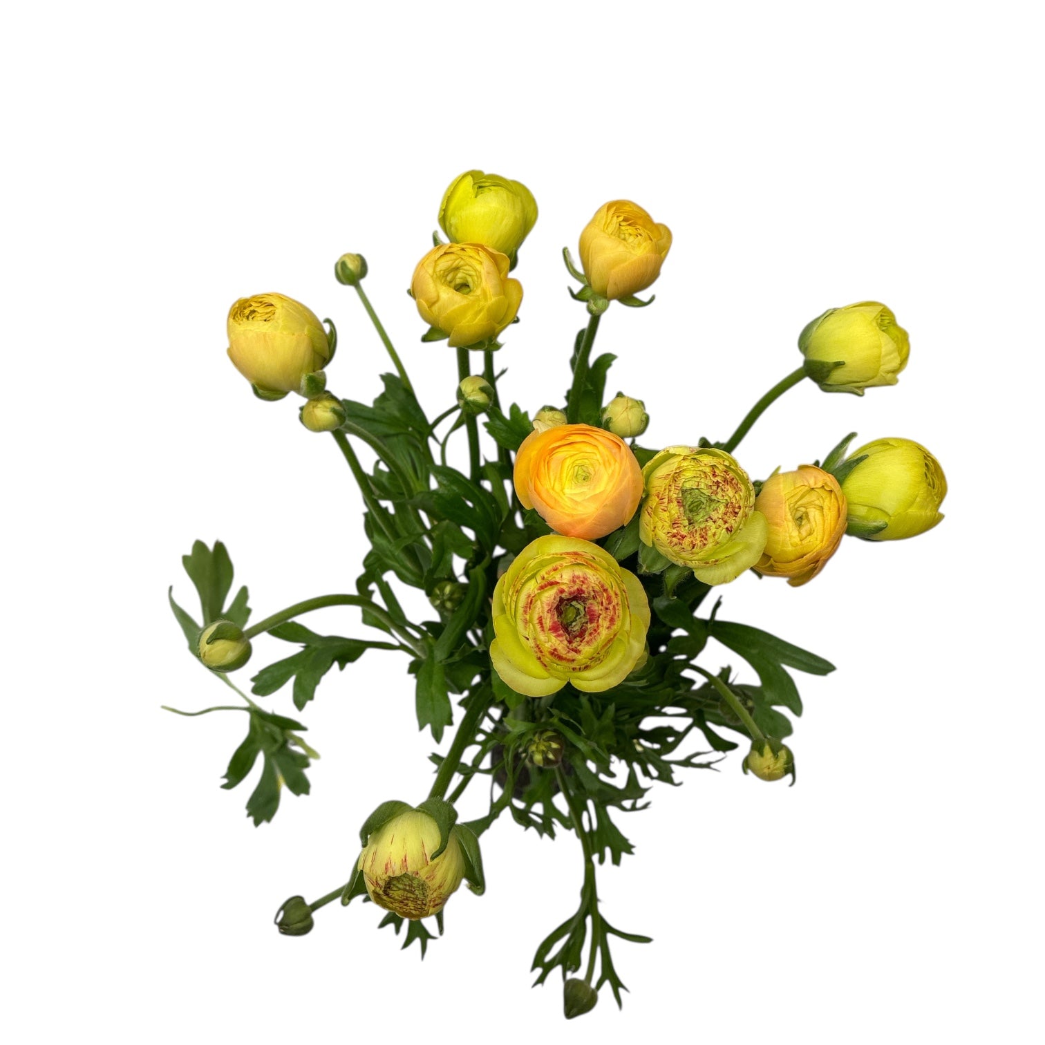 Ranunculus - AUTUMN 45cm x 10 stems - PASTEL YELLOW MIX – British ...