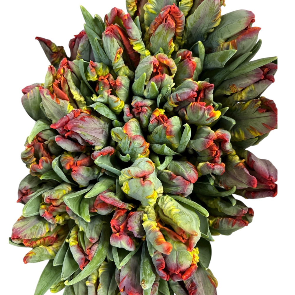 Tulip - Rococo Parrot - Bundle of 40 stems - Southern Hemisphere ...