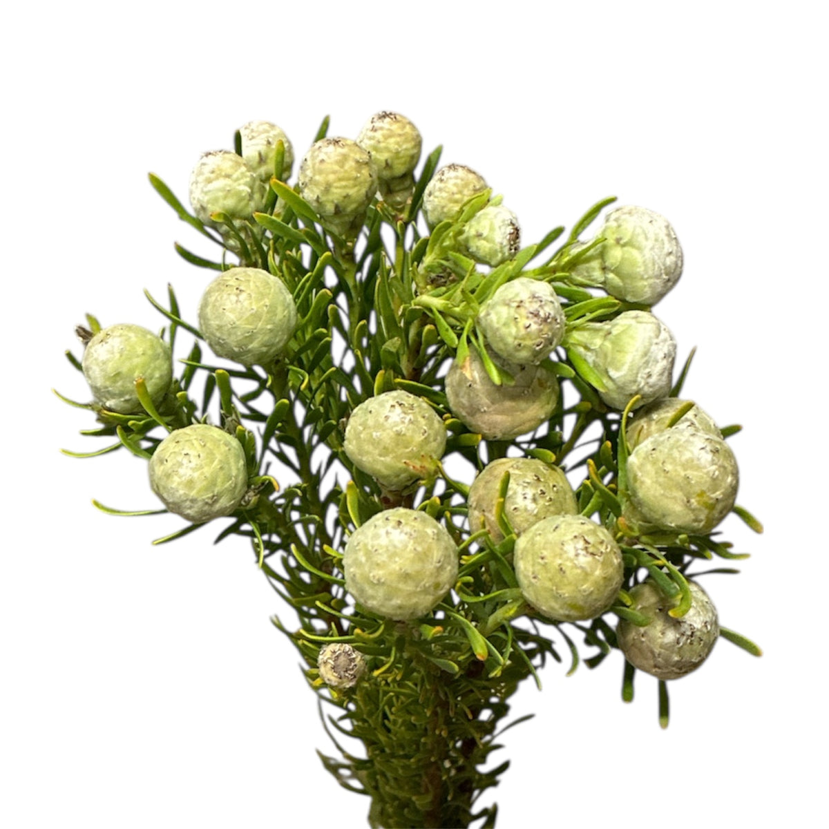 IMPORT - Leucadendron Jade Pearl x 5 stems – British Flowers direct by ...