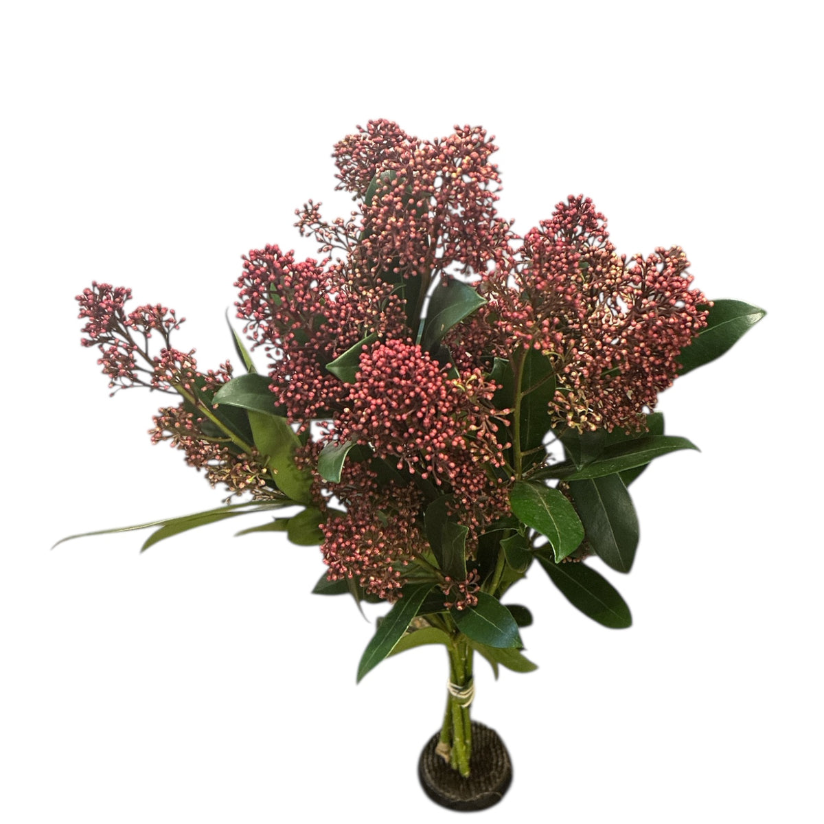 IMPORT FOLIAGE - Skimmia Rubella (grower bunch ) – British Flowers ...