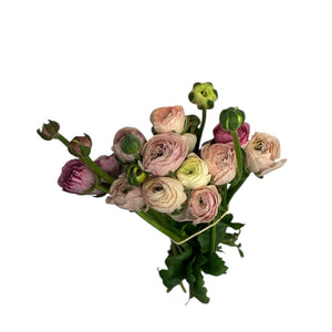 Ranunculus - AUTUMN 30cm x 10 stems WHITE / SOFT PINK / PURPLE HUES ...