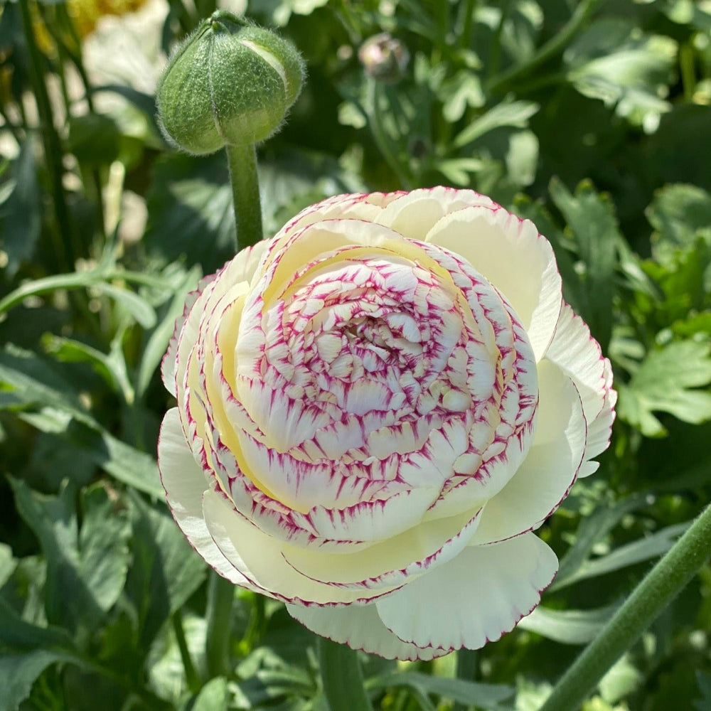 Ranunculus 40cm - Cappuccino-10 stems – British Flowers direct by ...