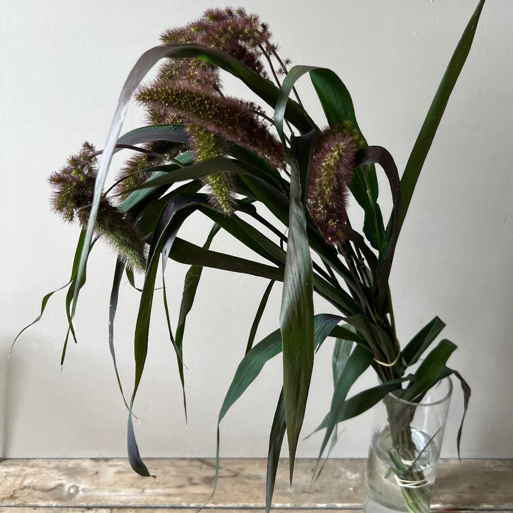 DRIED - Setaria Red Jewel Grass - 10 stems – British Flowers direct by ...