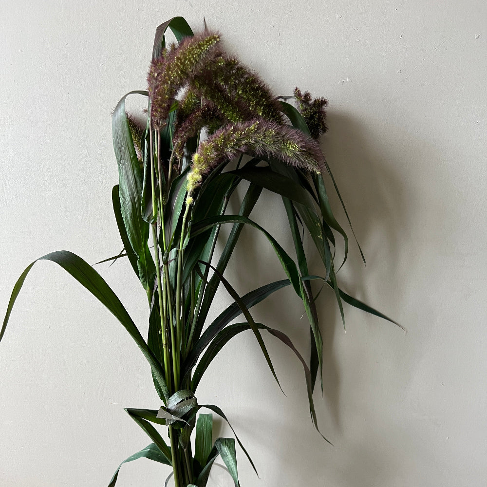 DRIED - Setaria Red Jewel Grass - 10 stems – British Flowers direct by ...