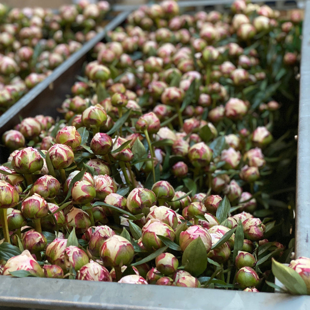 British Flowers Direct | Peony - Sarah Bernhardt - 10 Stems – British ...